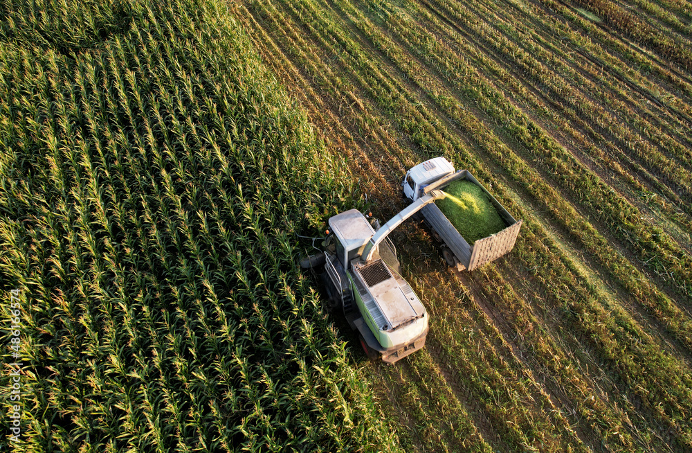 Maize Harvesting with Forage harvester in field, aerial view. Cutting ...