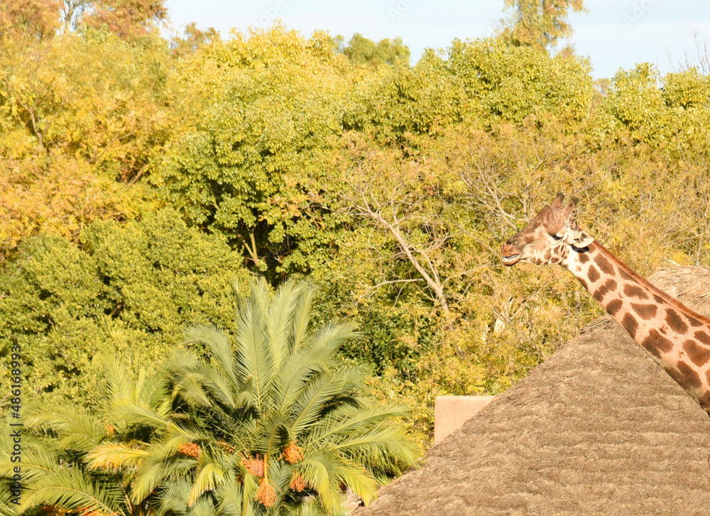 Giraffe Animals in natural environment with wild habitats. Giraffe ...