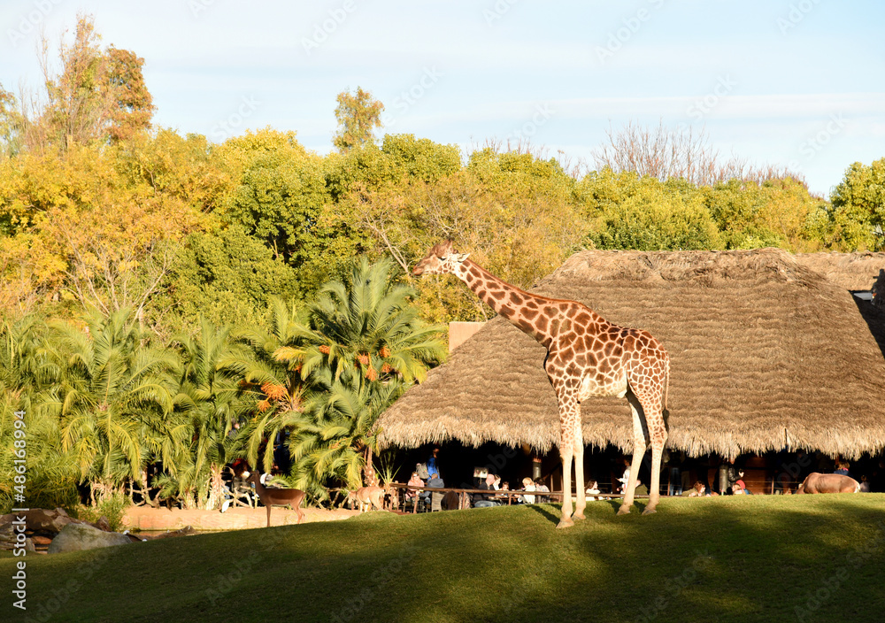 Giraffe Animals in natural environment with wild habitats. Giraffe ...