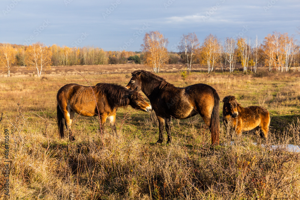 European wild horses (Equus ferus ferus) in Milovice Nature Reserve ...