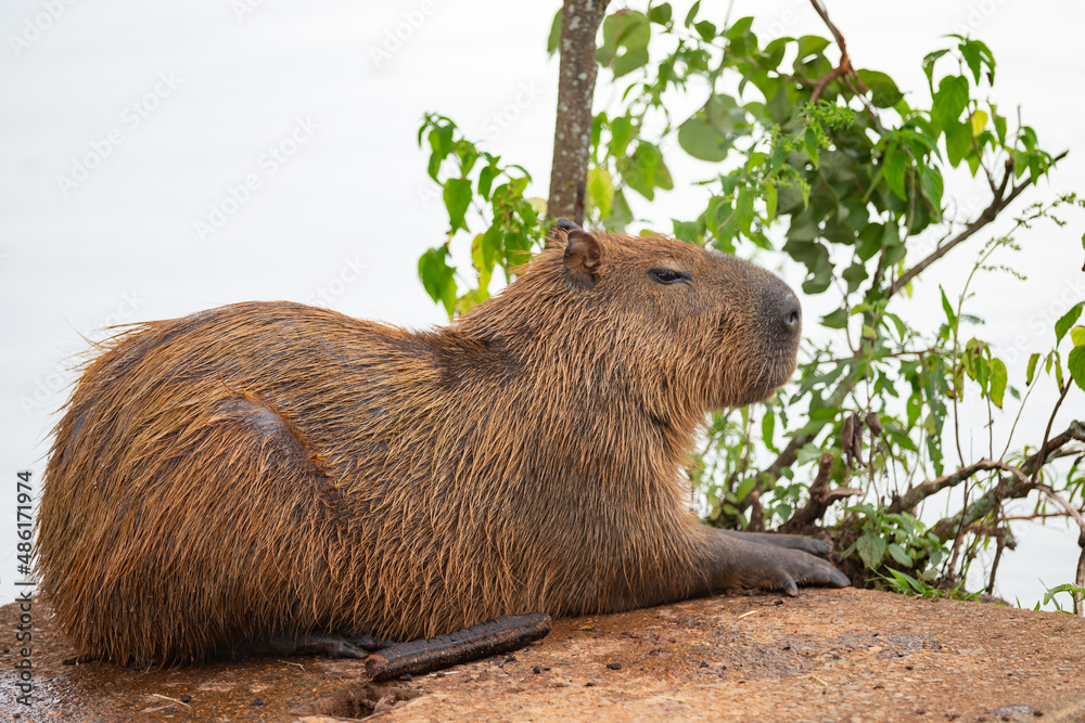Foto de Tropical South American Capybara in close-up. The world's ...