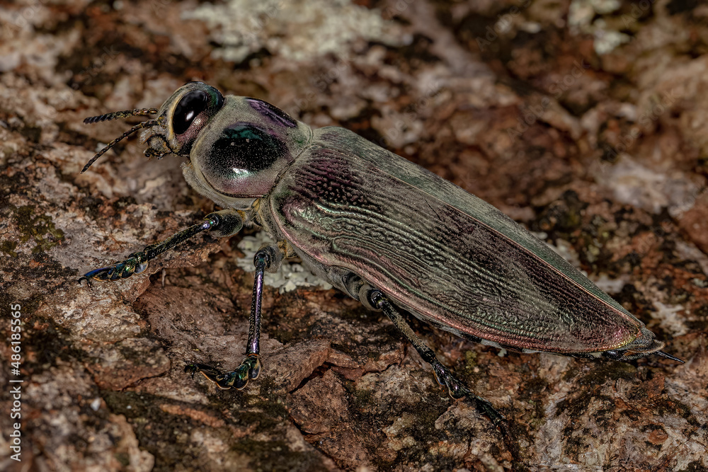 Adult Ceiba Borer Beetle Stock Photo | Adobe Stock