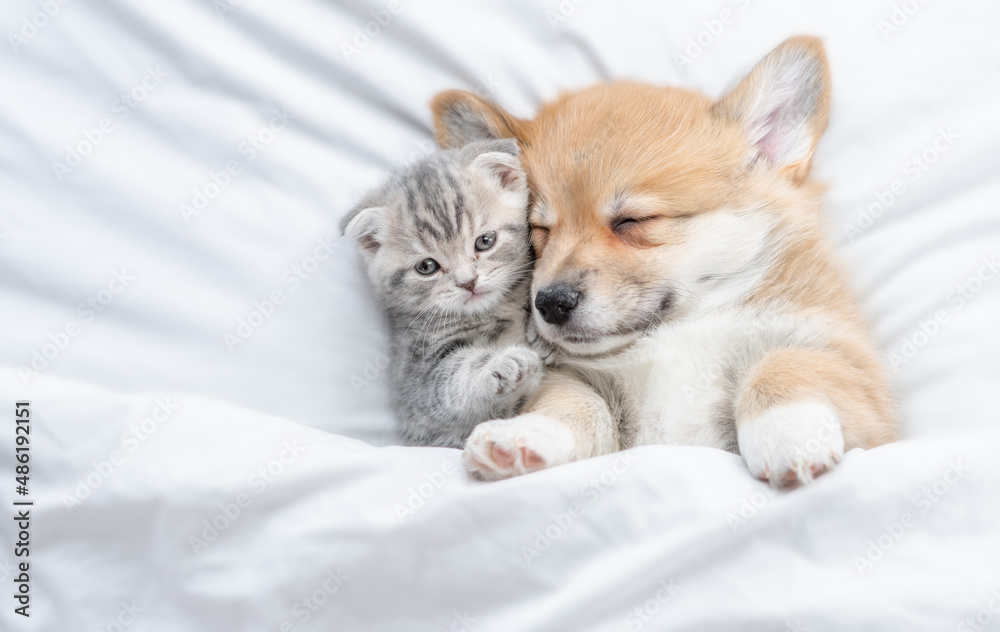 Cozy Pembroke Welsh corgi puppy hugs tiny tabby fold kitten under white ...