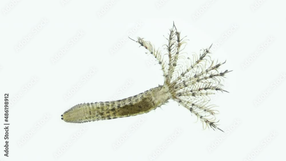 Vidéo Stock Polychaeta worm, family Sabellidae under a microscope ...