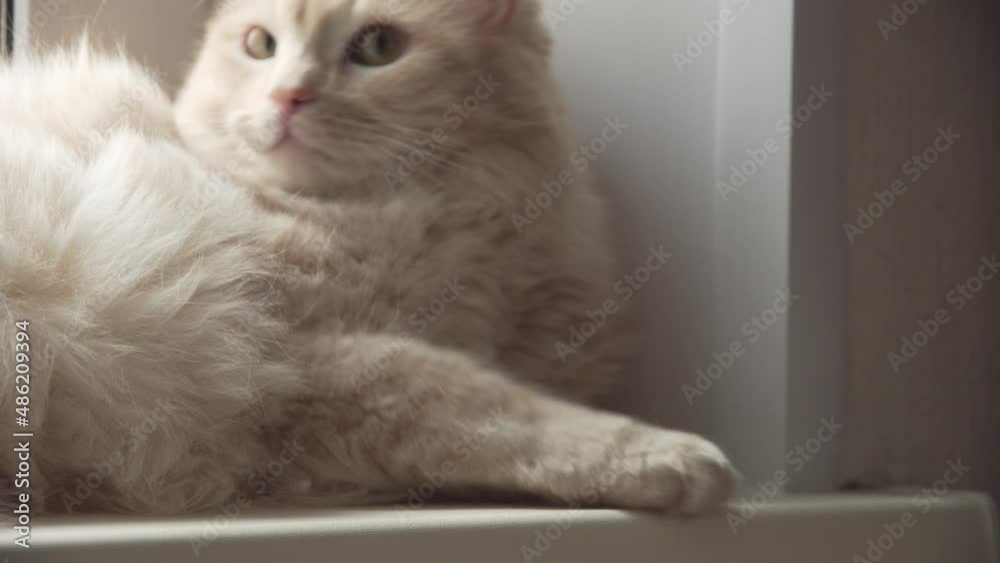 Portrait of White Furry Cat. Luxurious Domestic Kitty Poses. Portrait ...