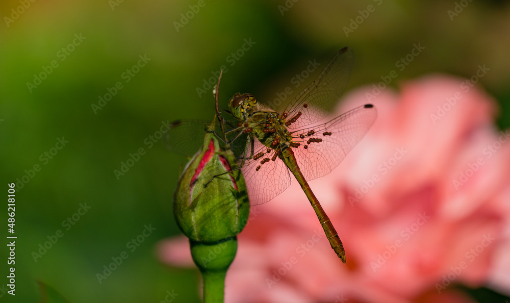 Vagrant darter dragonfly (Sympetrum vulgatum) with blood-sucking larvae ...