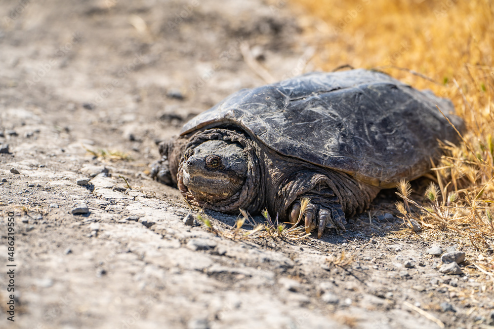 Common Snapping Turtle lying on the ground. Turtle in its natural ...