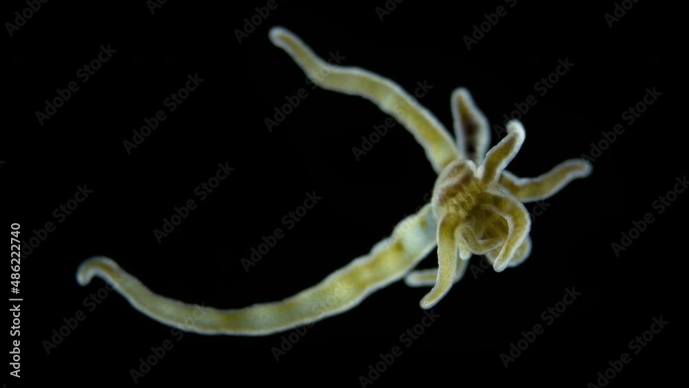 Larva of sea anemone Actiniaria under microscope, class Anthozoa ...