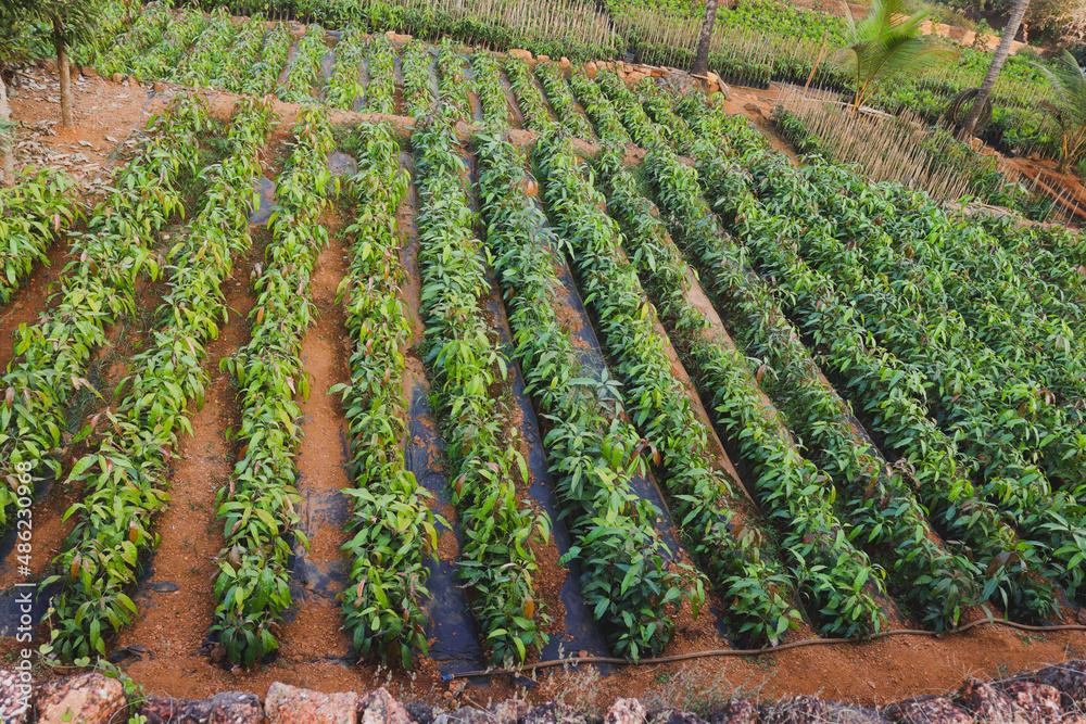 Entrance with various pot plants and tree of nursery like cashew mango ...