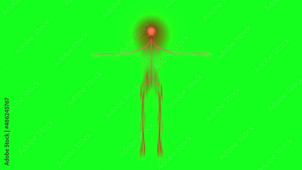 Vidéo Stock Pain from the head spreads through the body animation ...