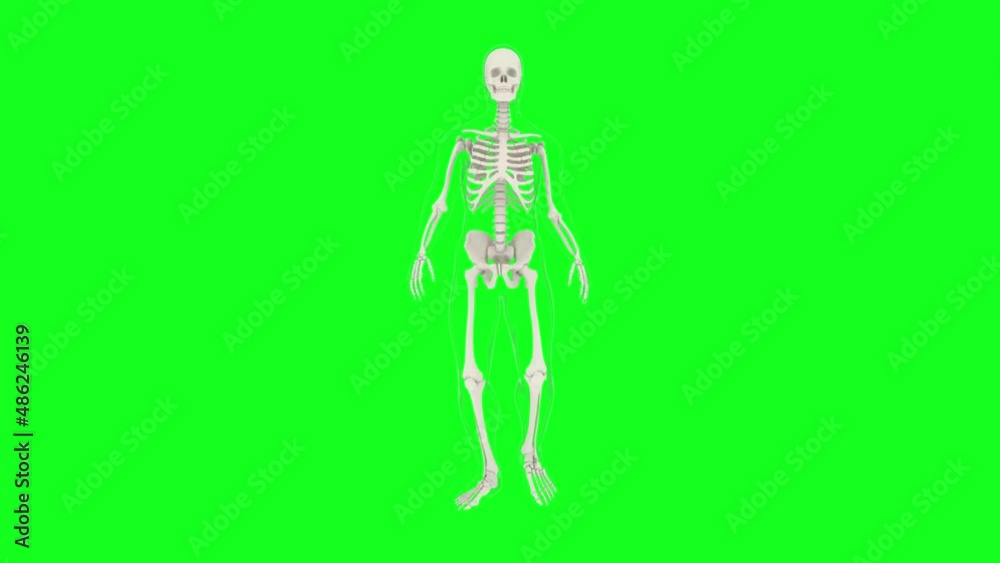 Human skeleton with silhouette steps forward. Walking skeleton ...