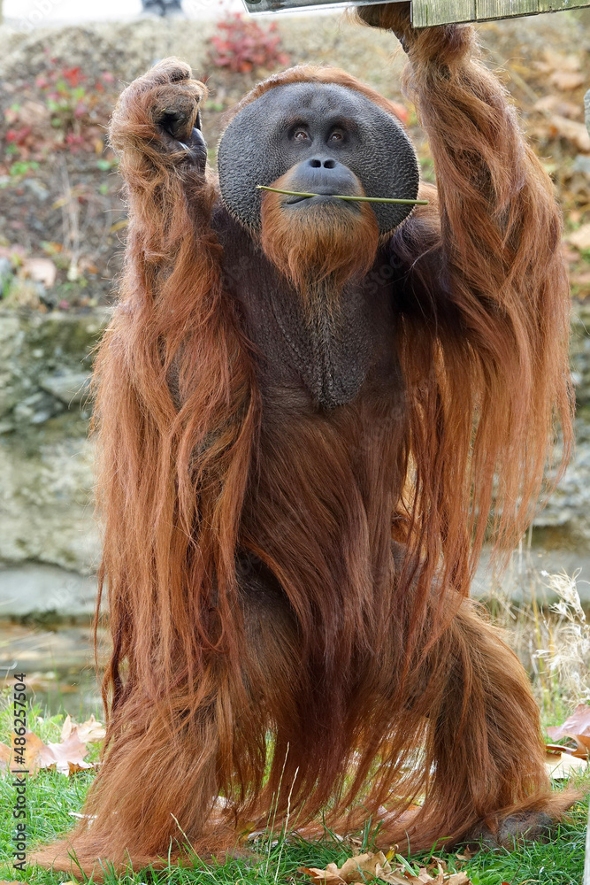 animal, mammal, borneo, wildlife, orang, zoo, utan, baby, face, sumatra ...