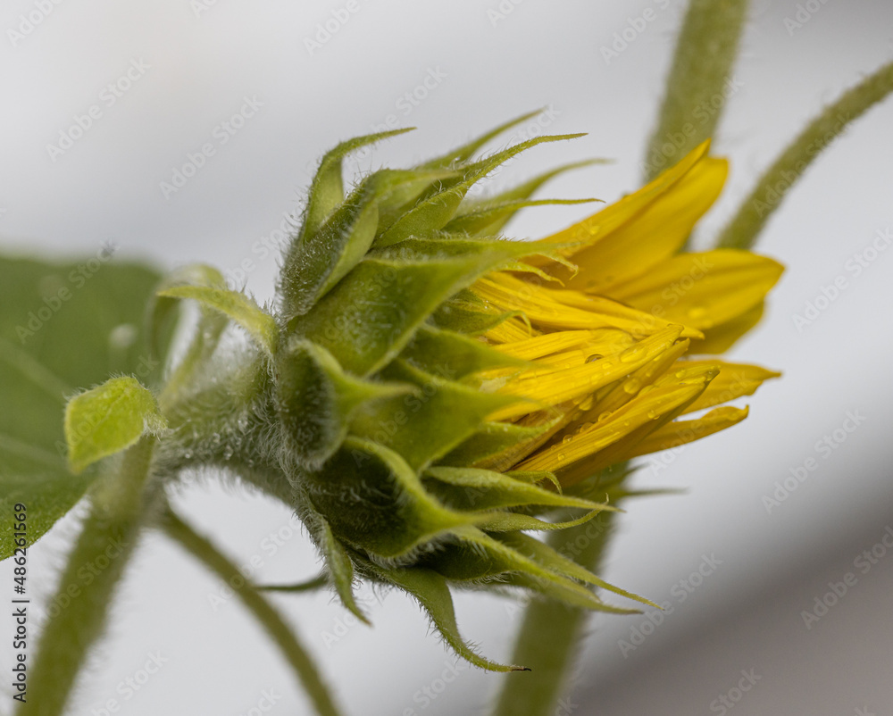 Helianthus annuus flower, the common sunflower, is a large annual forb ...