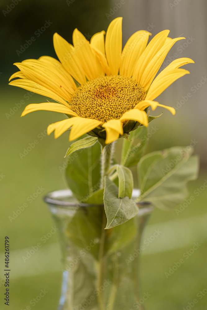 Helianthus annuus flower, the common sunflower, is a large annual forb ...