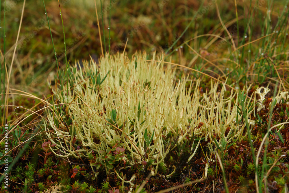 A lichenized fungus - Thamnolia vermicularis (Whiteworm lichen) growing ...