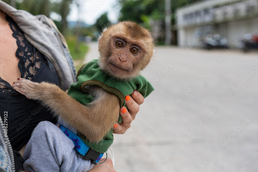 Beautiful young monkey in clothes sits on the hands of a girl, Thailand ...