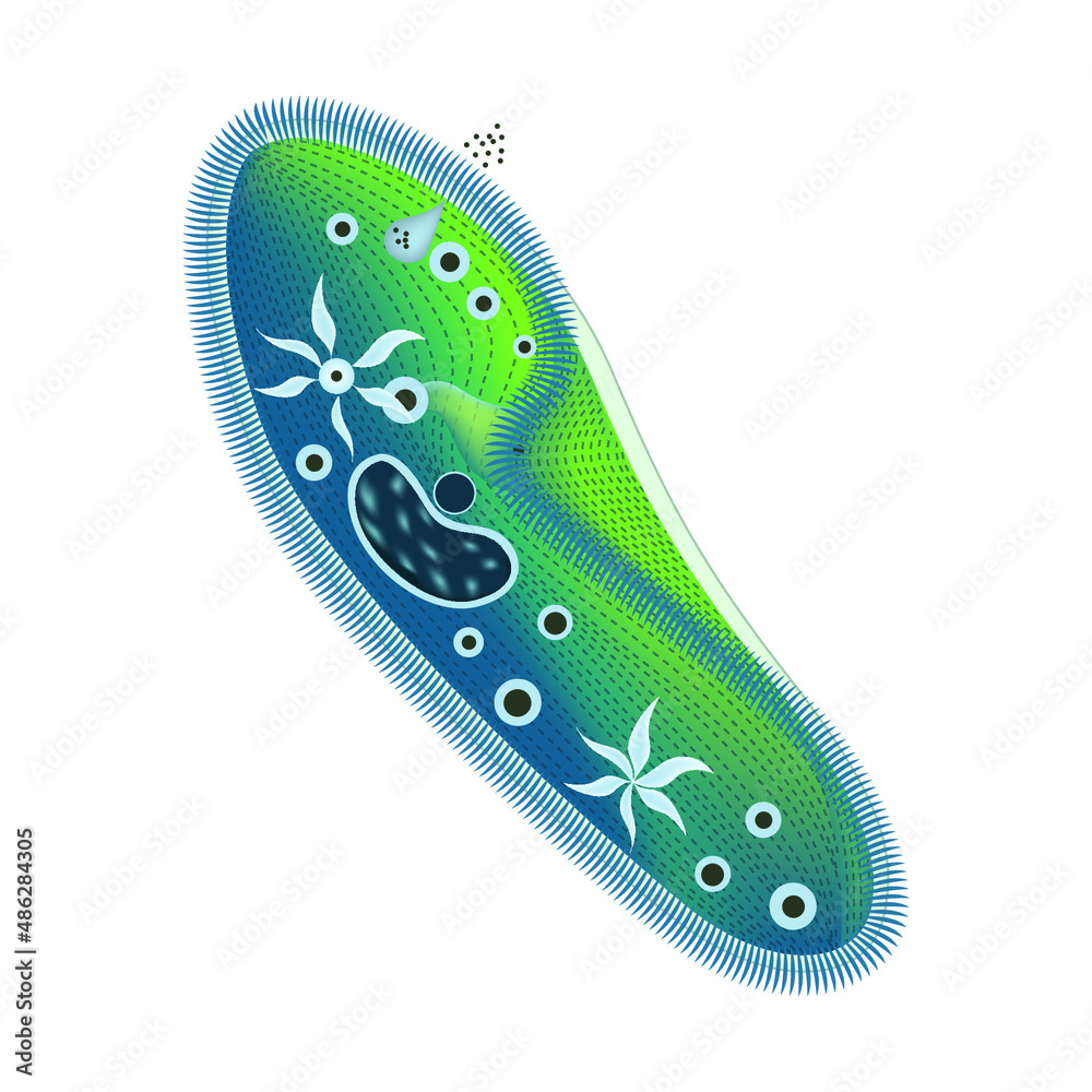 Anatomy of a ciliate slipper. The structure of unicellular organisms ...