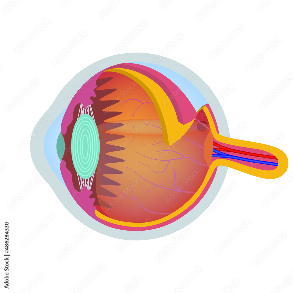 Human eye anatomy. The structure of the visual system. Vector ...