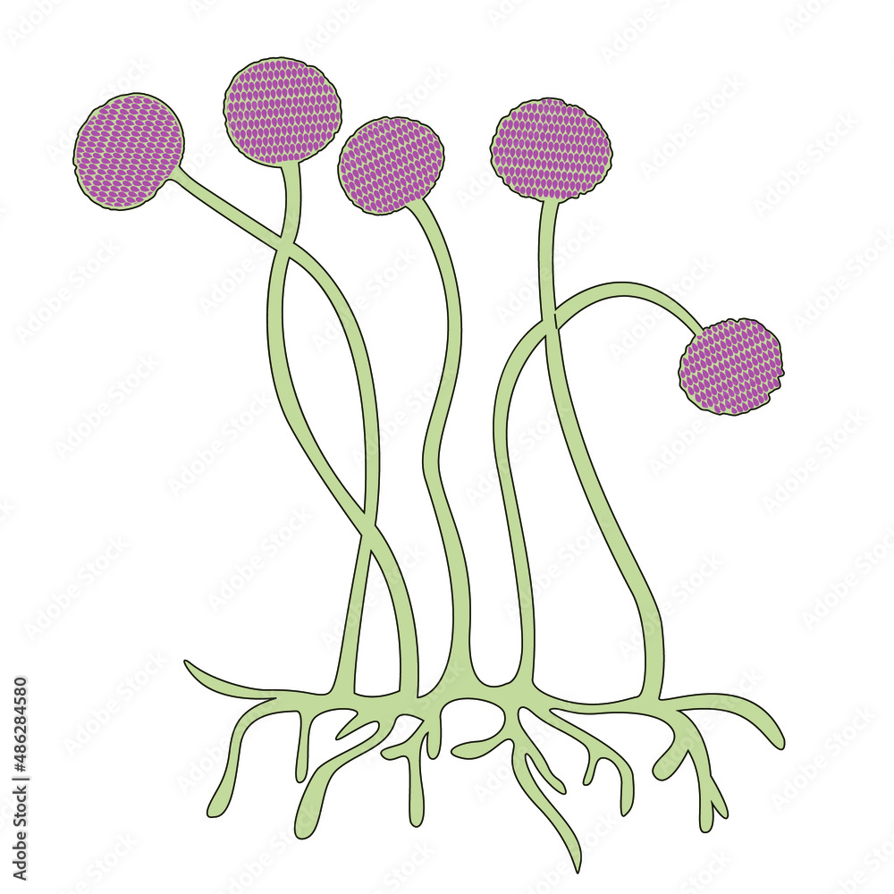 Photo & Art Print The structure of the mukor fungus, Ihor