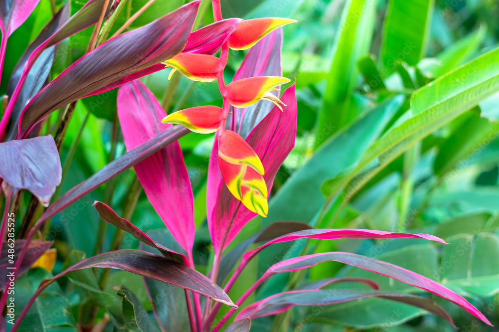 Lush tropical foliage and a lobster claw Heliconia flower in a garden ...