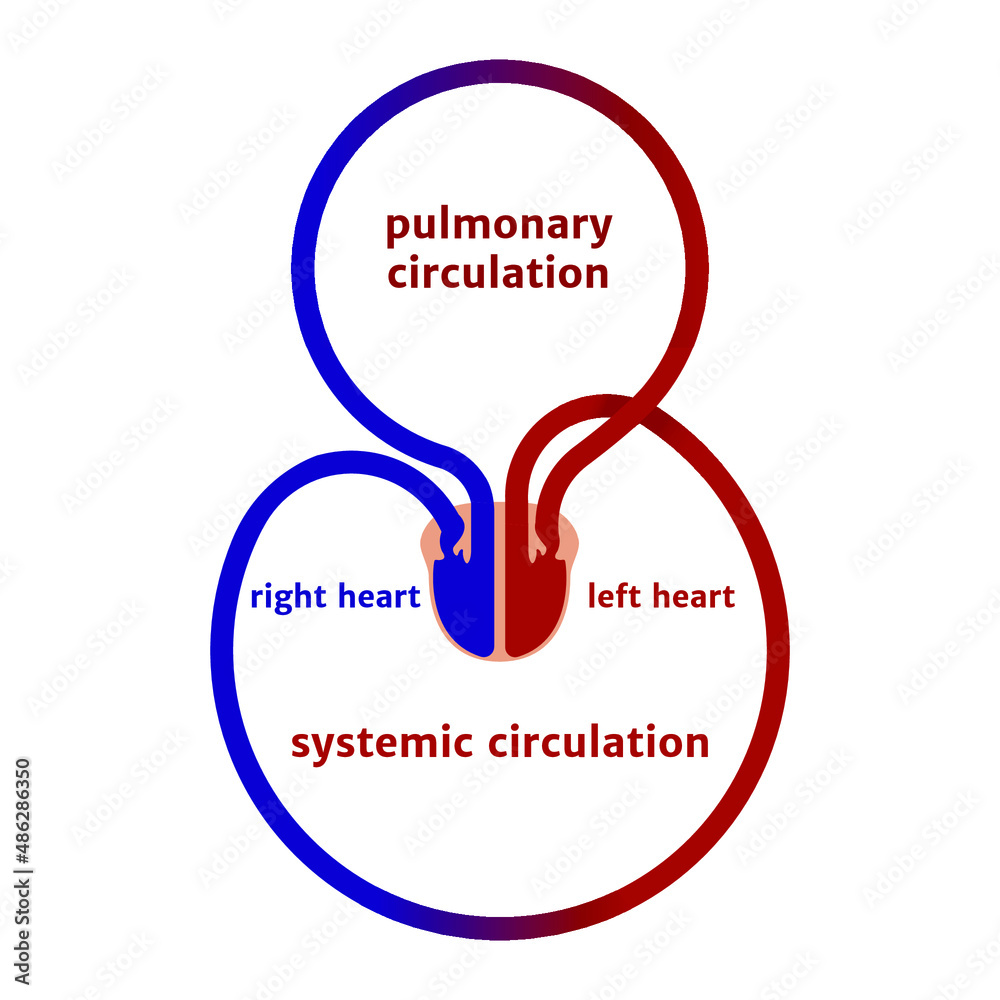 Simplified scheme of human blood circulation. Vector illustration Stock ...