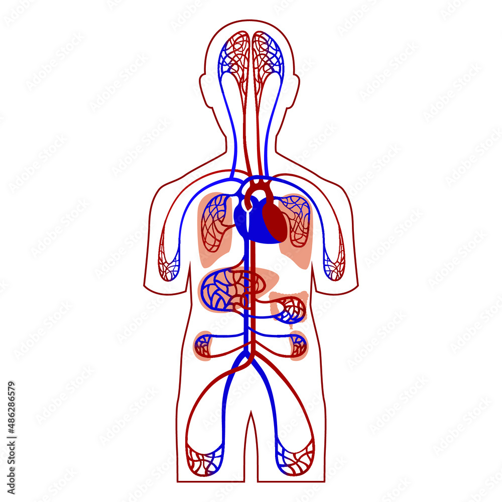 Small and large circle of the human circulation. Infographic with a ...