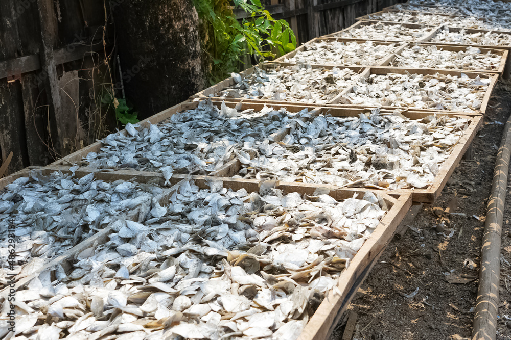 Salted fish caught by local fishermen that are dried in the sun so that ...