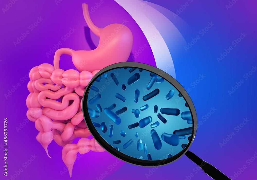 Microflora of gastrointestinal tract. Human stomach and intestines next ...