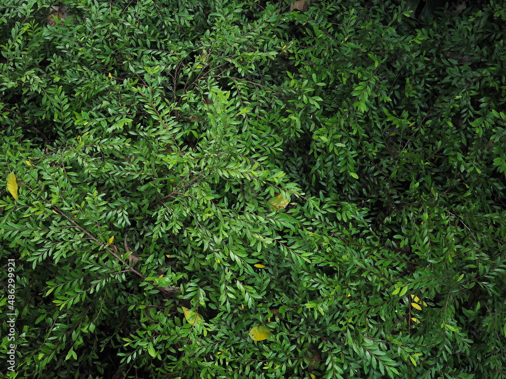 Mousetail plant or ceylon phyllanthus with small, green leaves and some ...