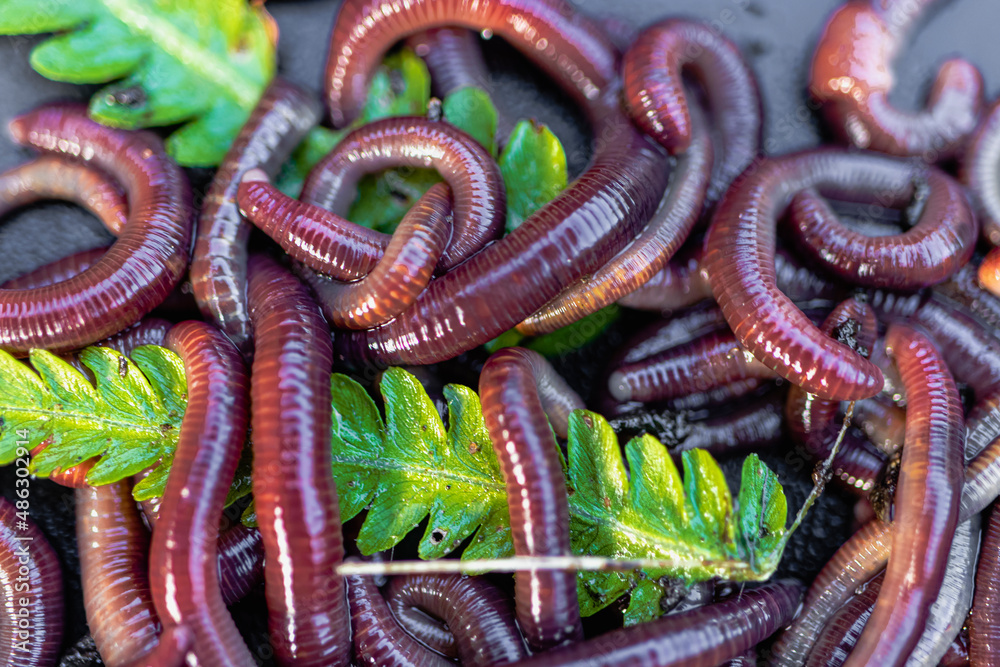 Breeding red worms Dendrobena. Fertile soil. Natural soil improvement ...