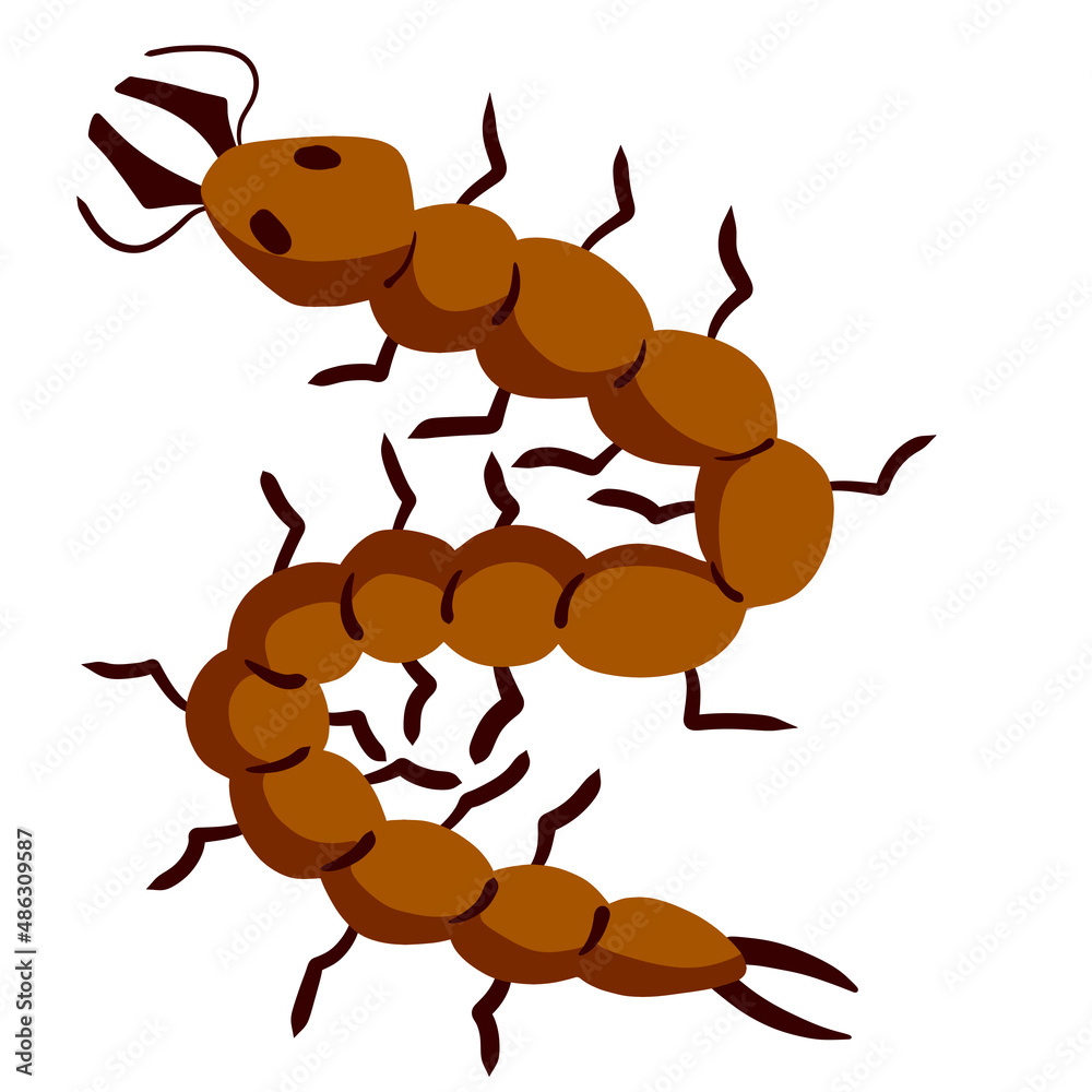 Nasty insect. Centipede and millipede. Flat cartoon isolated on white ...