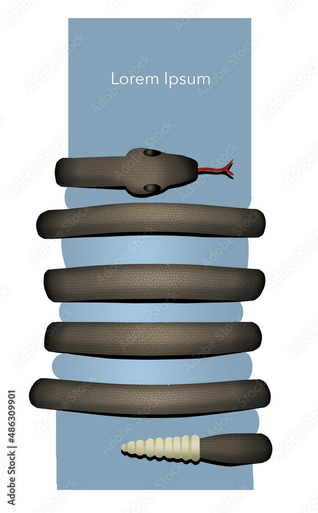 A snake looks like lines on a page in this interesting look at serpents ...