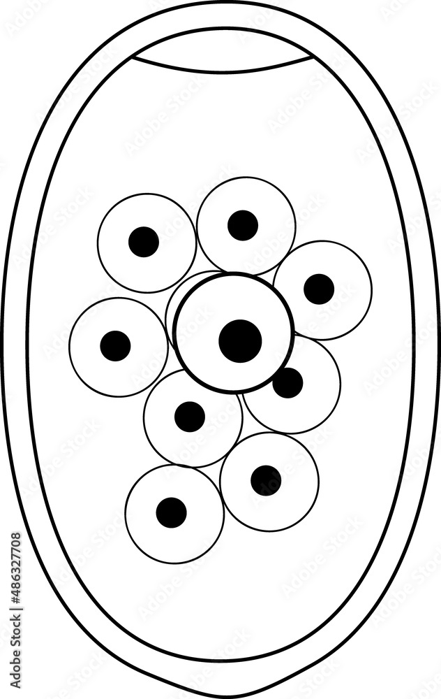 Coloring page with egg of Sheep liver fluke (Fasciola hepatica ...