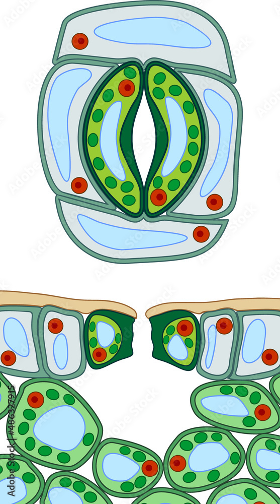 Stomatal complex and section view of stomate and plant leaf structure ...