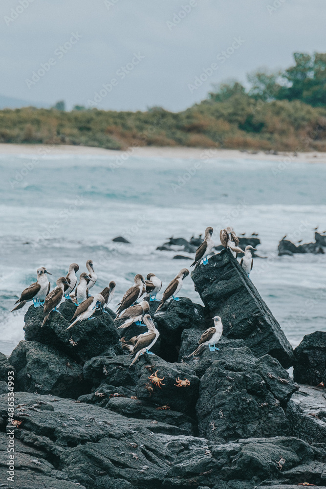 Colony of blue-footed boobies on Isla Isabela, Galapagos Stock Photo ...