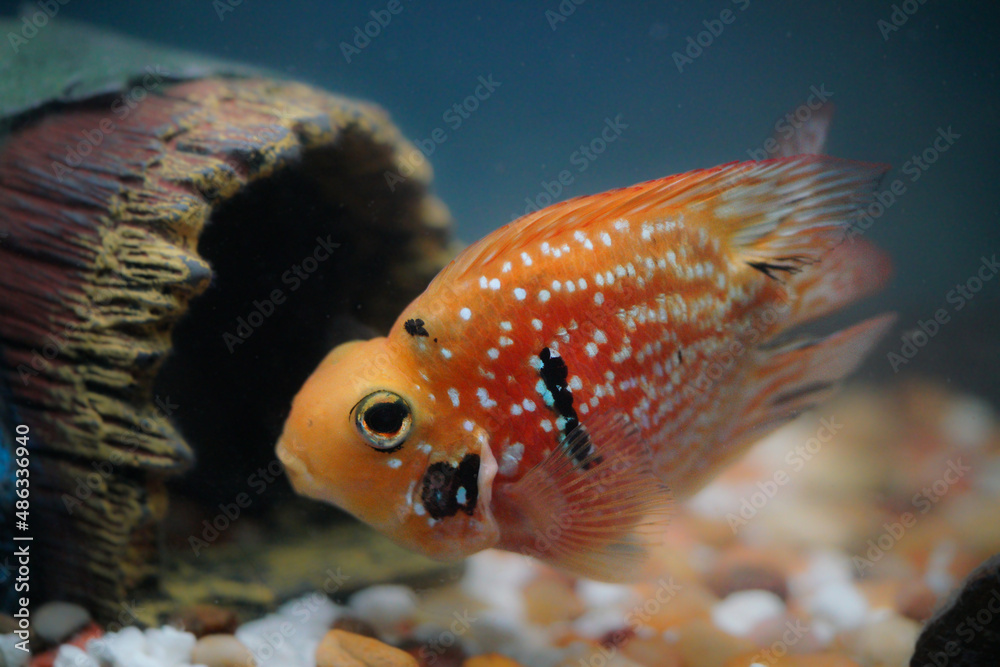 Parrotfish flowerhorn in an aquarium Stock Photo | Adobe Stock
