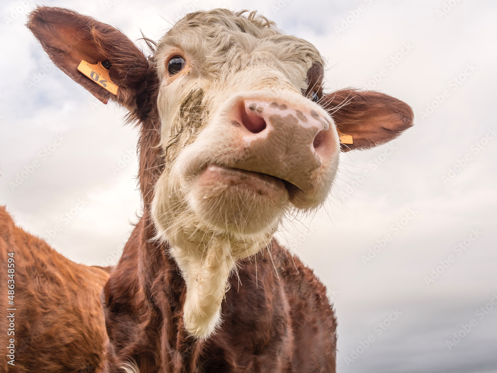 vache laitière curieuse Stock Photo | Adobe Stock