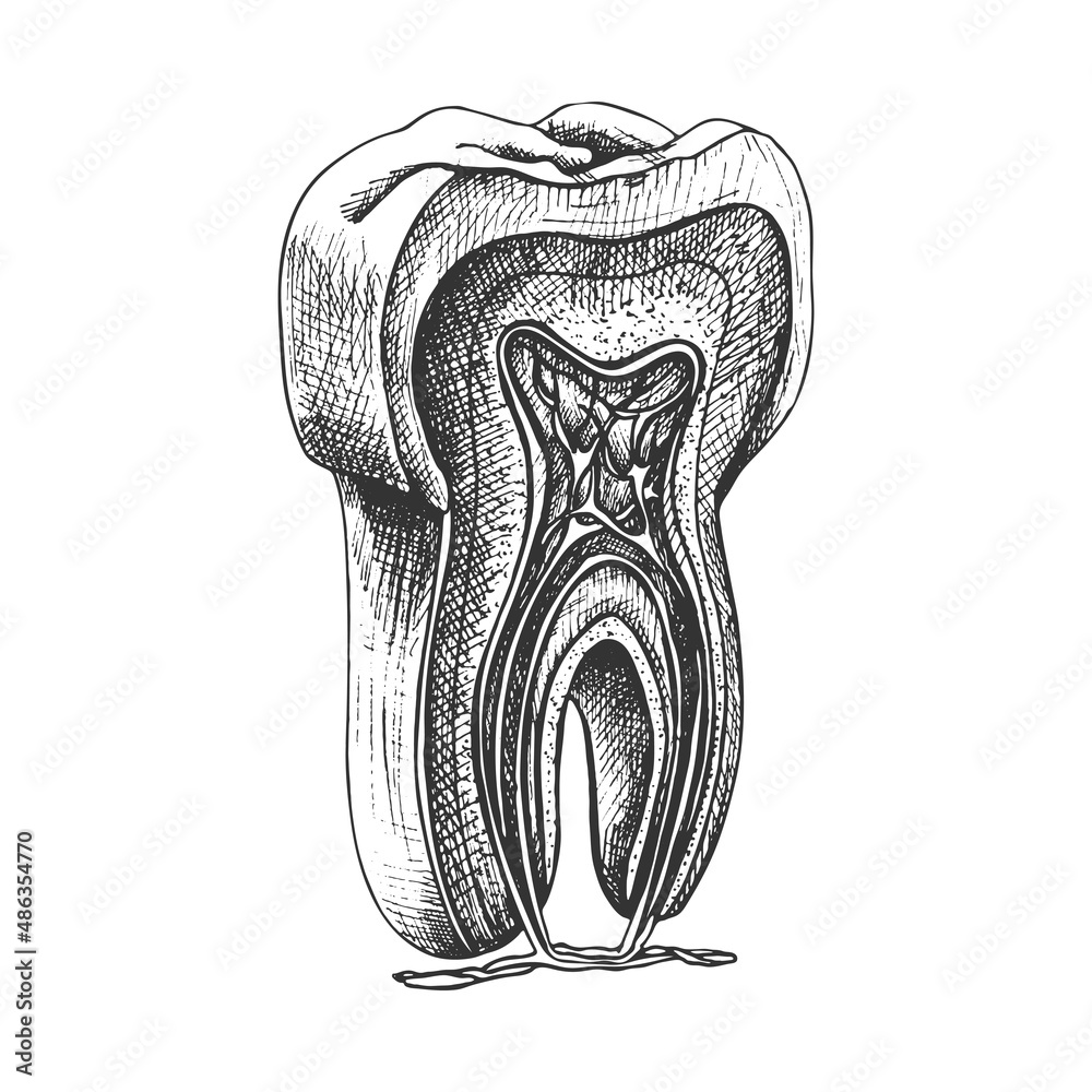 tooth structure, graphics_tooth structure, graphics, vector contour ...