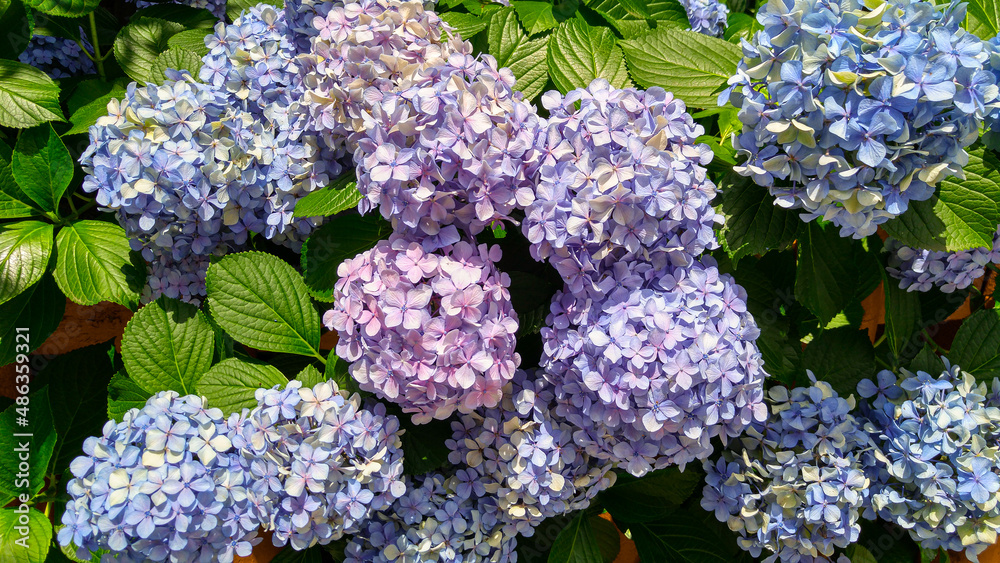 Ajisai Hydrangea bush on Hikawa Shrine Road in Saitama, Japan Stock ...