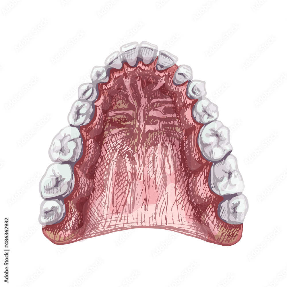 jaw, teeth, gums, palate color vector drawing_jaw, teeth, gums, sky ...