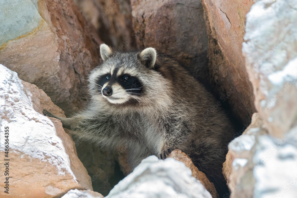 Raccoon in the caucasus mountains. Known for its intelligence and cute ...