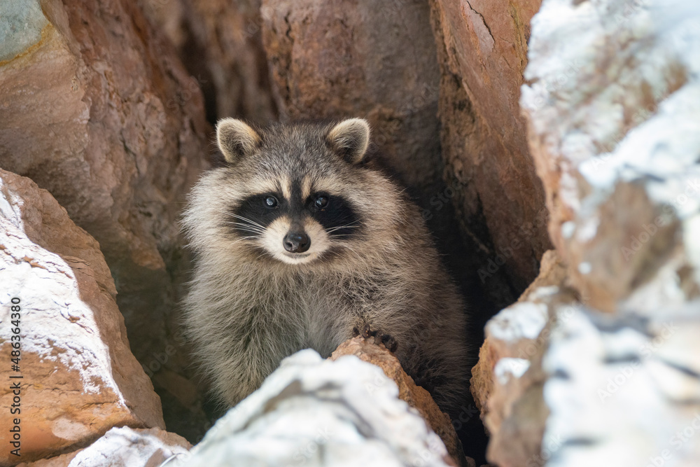 Raccoon in the caucasus mountains. Known for its intelligence and cute ...