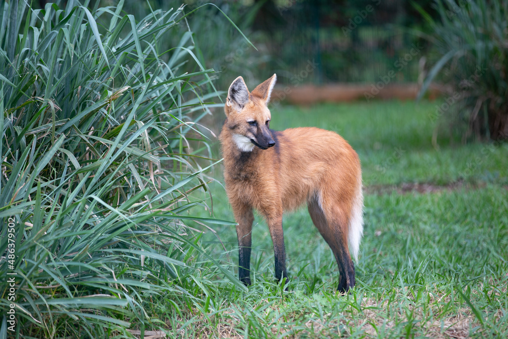 A rare Guará Wolf (Chrysocyon brachyurus), rare wild animal typical of ...