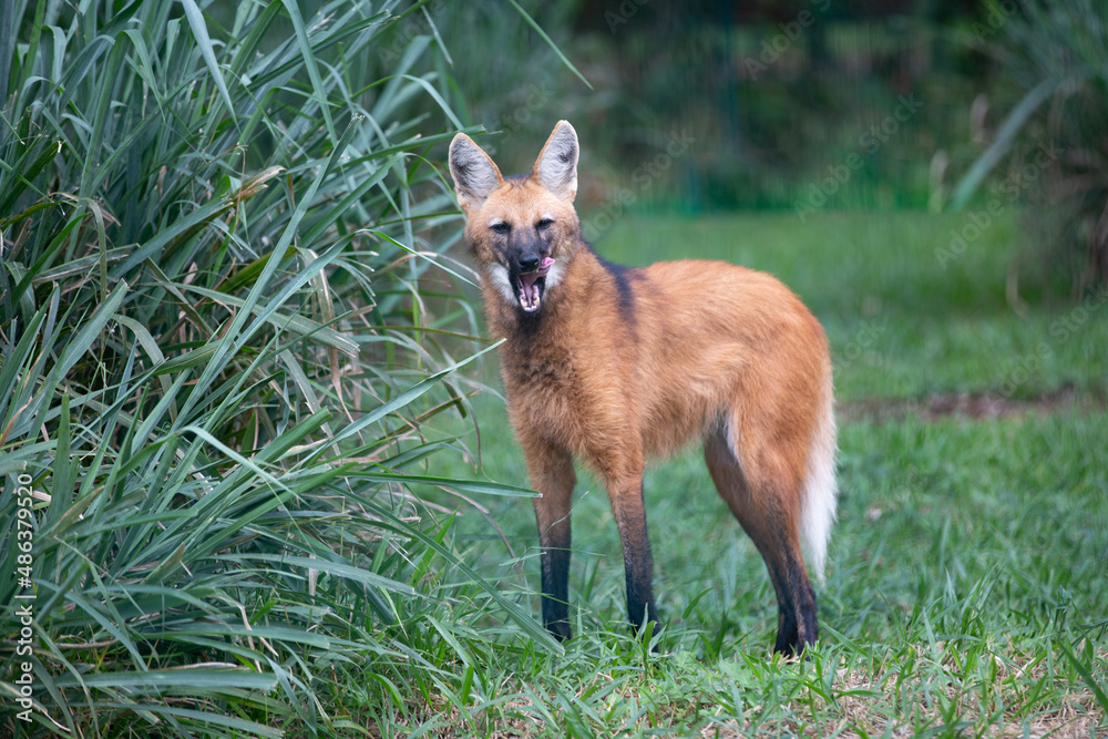 Guará Wolf (Chrysocyon brachyurus), rare wild animal typical of the ...