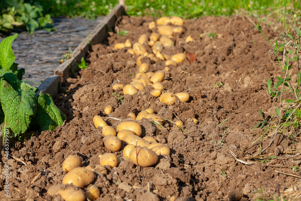 Récolte de pomme de terre au potager familial - rang de pomme de terre ...
