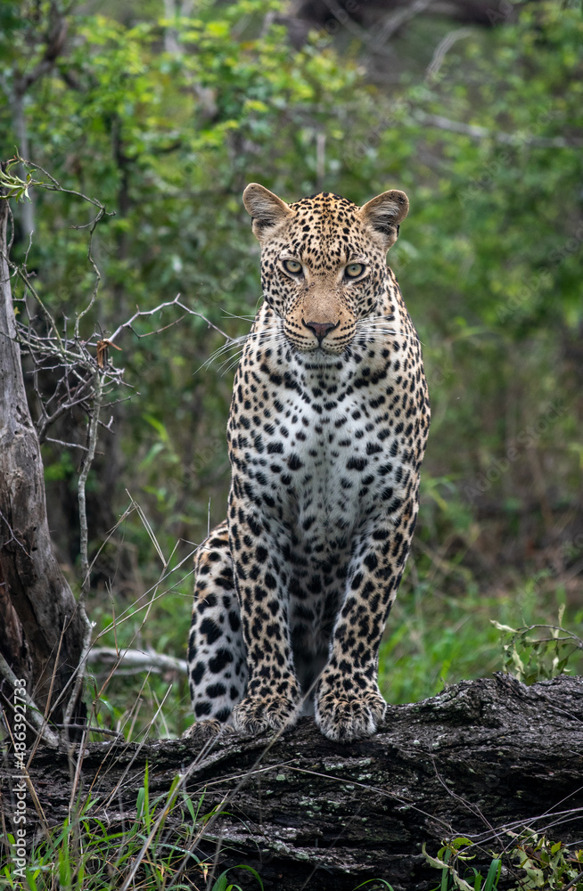 South African Leopard