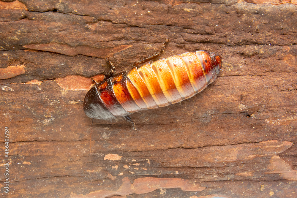 big tropical cockroach Female of Gromphadorhina portentosa , one of the ...