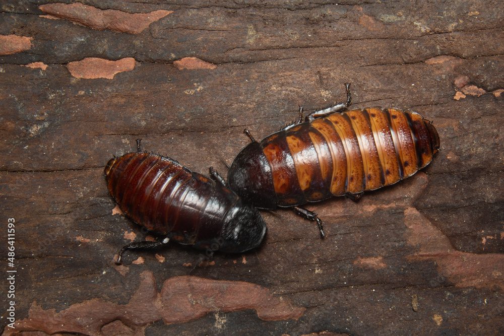 big tropical cockroach Female of Gromphadorhina portentosa , one of the ...
