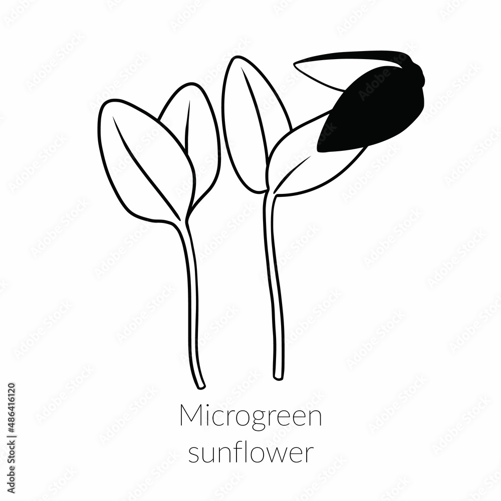 Young microgreen sunflower sprouts, sunflower microgreen growing, young ...