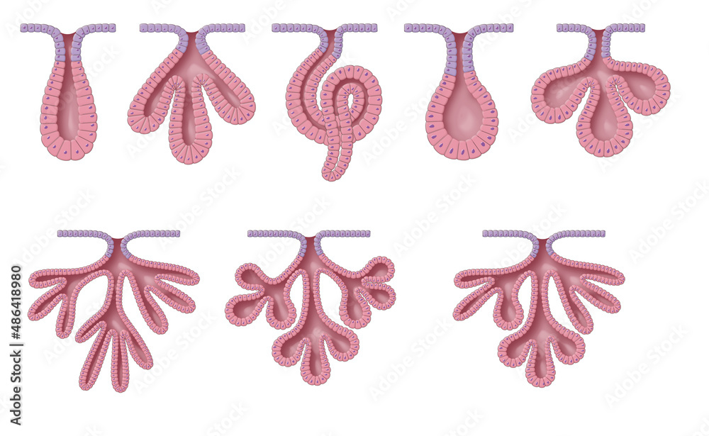 Two principal types of glands exist: exocrine and endocrine Stock ...